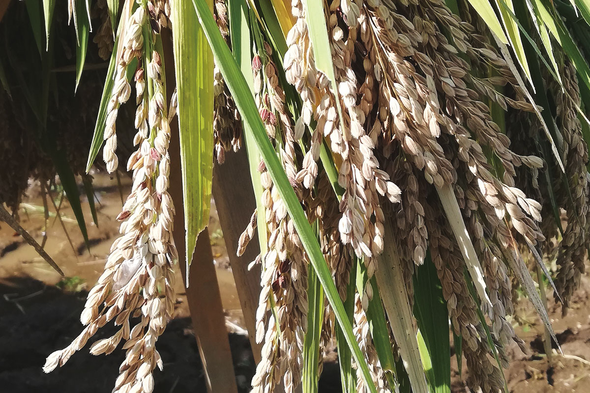 田んぼの援農してみませんか。TANBO NO WA ボランティア募集！ - TUKURU