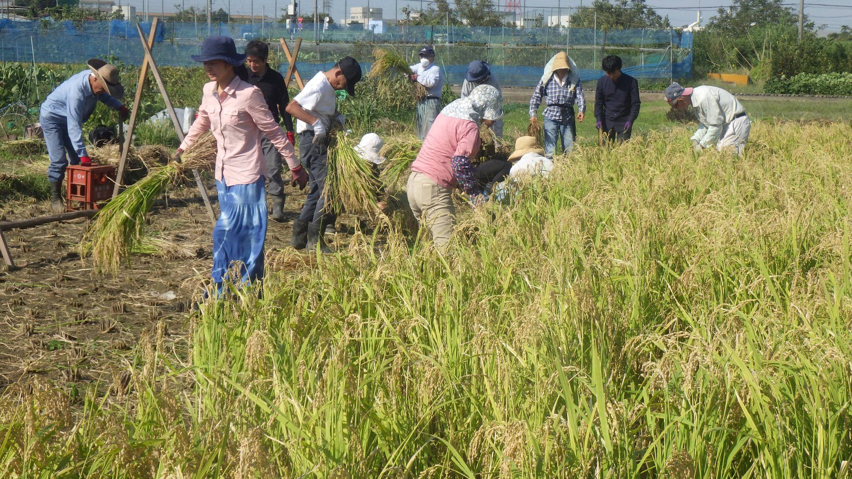 10/12(日) せせらぎ農園で稲刈りしませんか!? - TUKURU